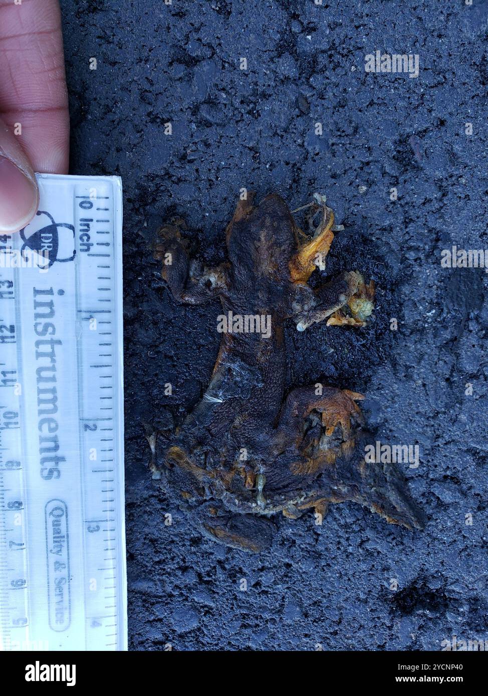 Pacific Newts (Taricha) Amphibia Stock Photo - Alamy