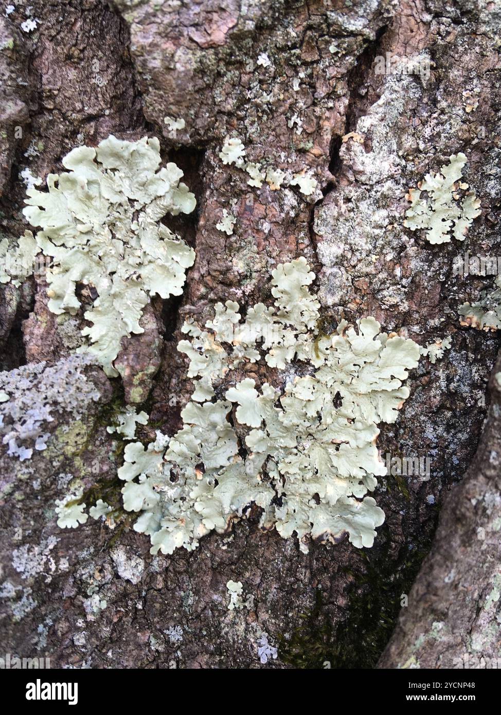 common greenshield lichen (Flavoparmelia caperata) Fungi Stock Photo ...