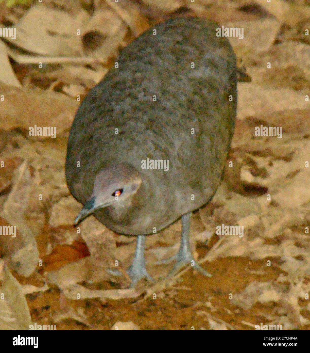 Great Tinamou (Tinamus major) Aves Stock Photo - Alamy