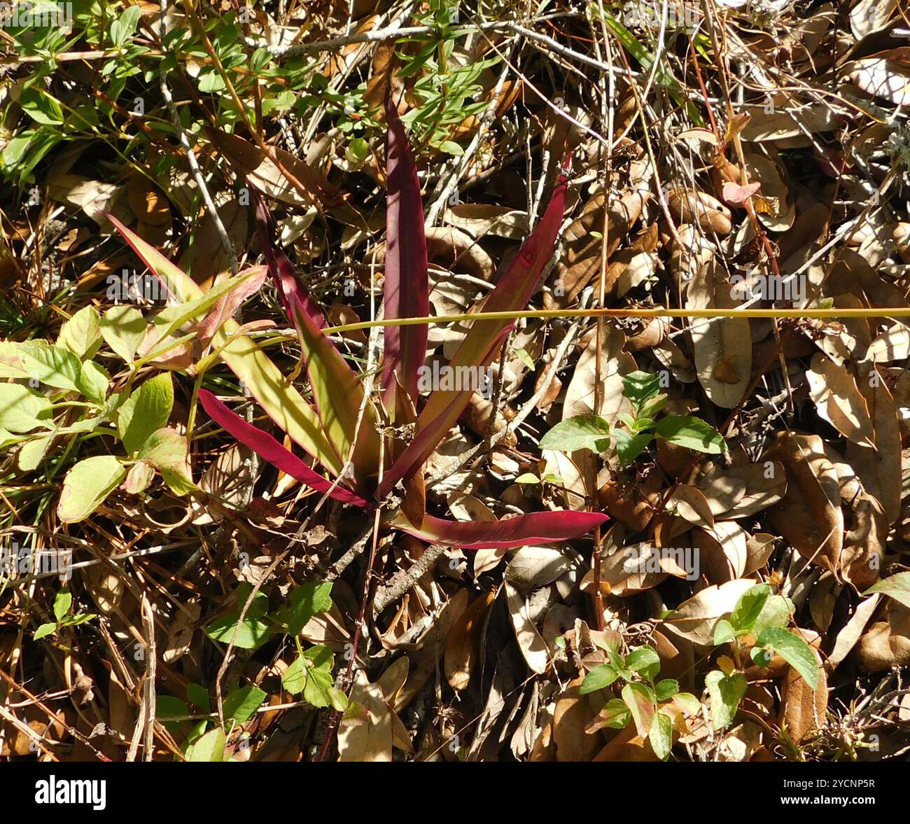 monocots (Liliopsida) Plantae Stock Photo - Alamy