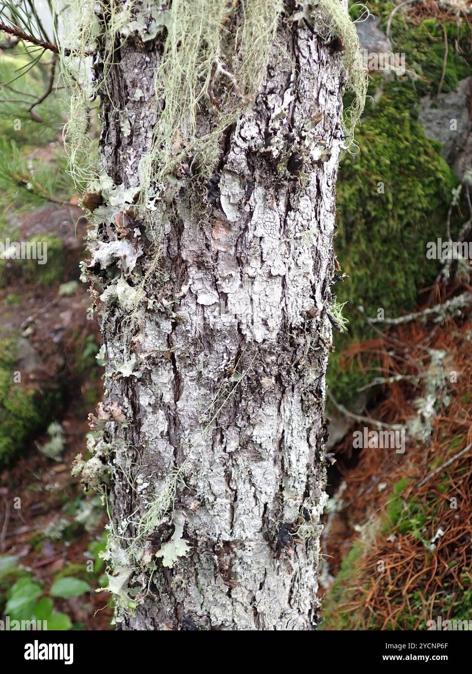 Shore Pine (Pinus contorta contorta) Plantae Stock Photo - Alamy
