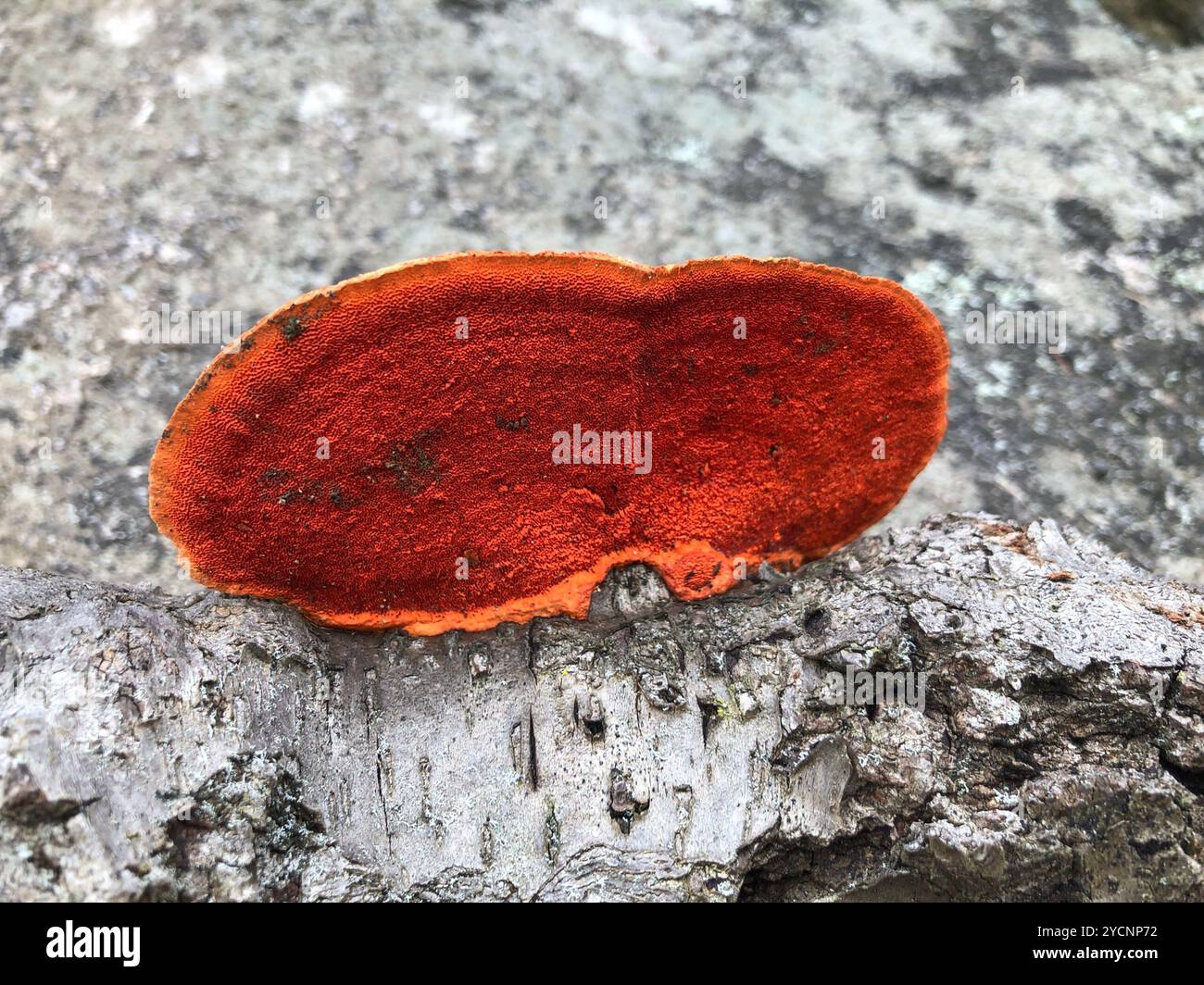 Northern Cinnabar Polypore (Trametes cinnabarina) Fungi Stock Photo - Alamy