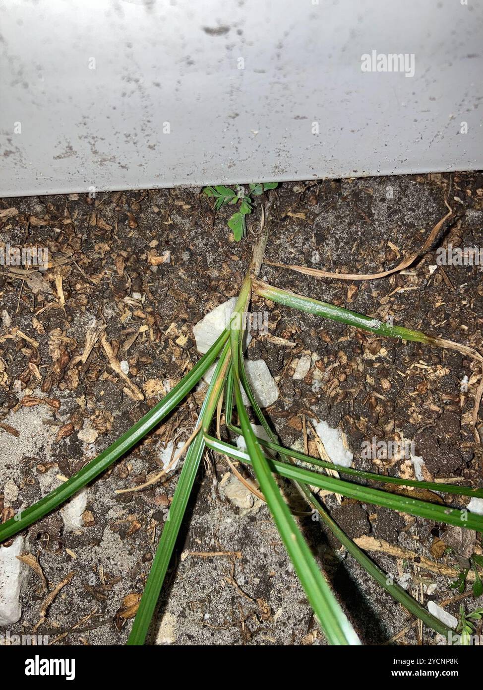 grasses, sedges, cattails, and allies (Poales) Plantae Stock Photo - Alamy