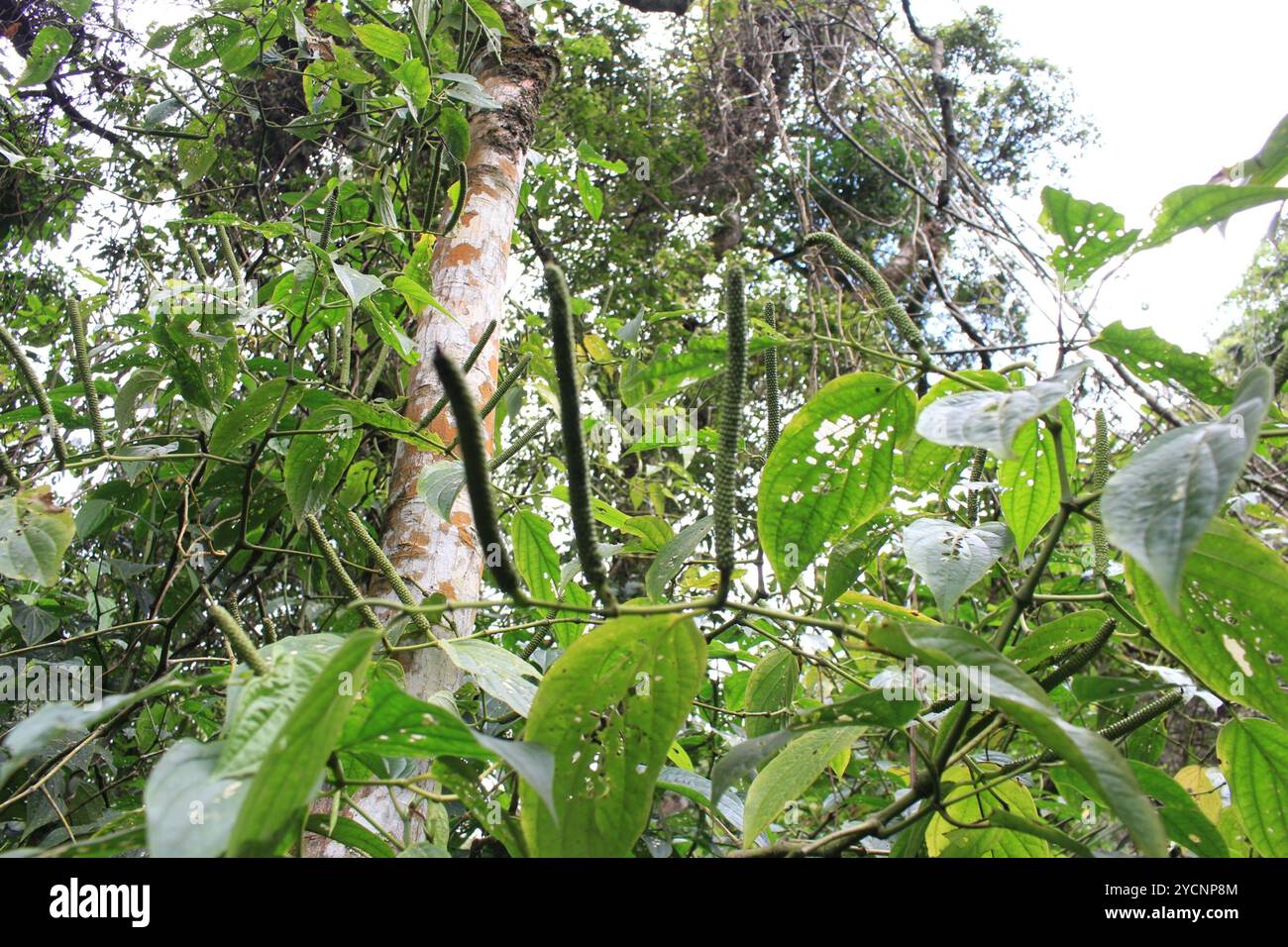 pepper plants (Piper) Plantae Stock Photo - Alamy