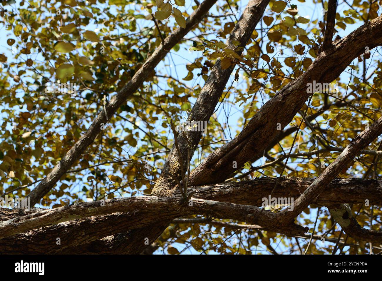 Green Lipped Dendrobium (Dendrobium ovatum) Plantae Stock Photo - Alamy
