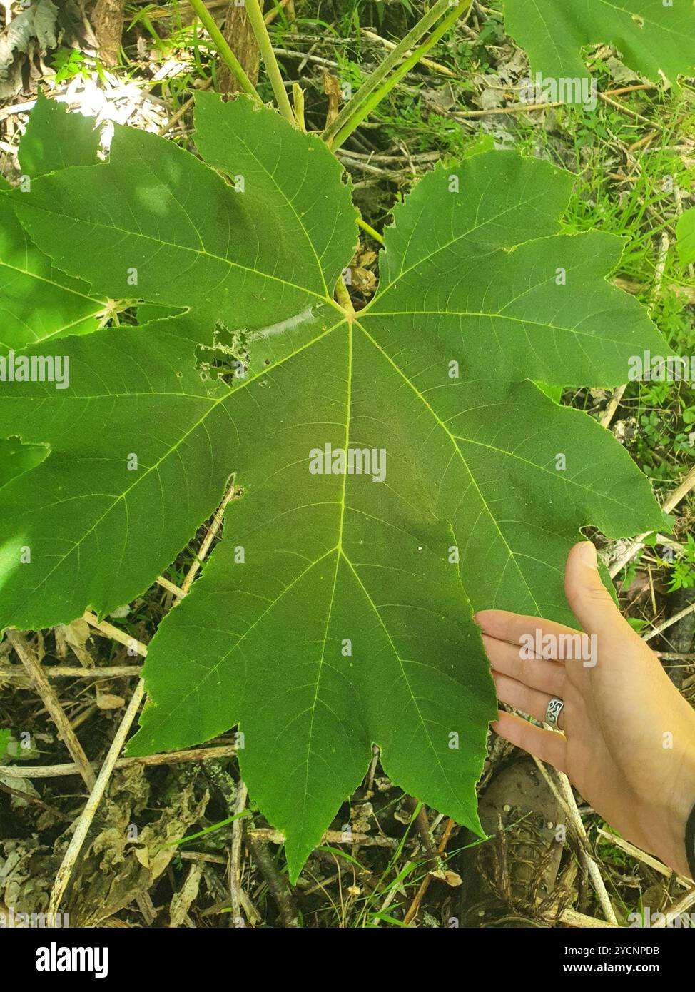 Rice paper plant (Tetrapanax papyrifer) Plantae Stock Photo - Alamy