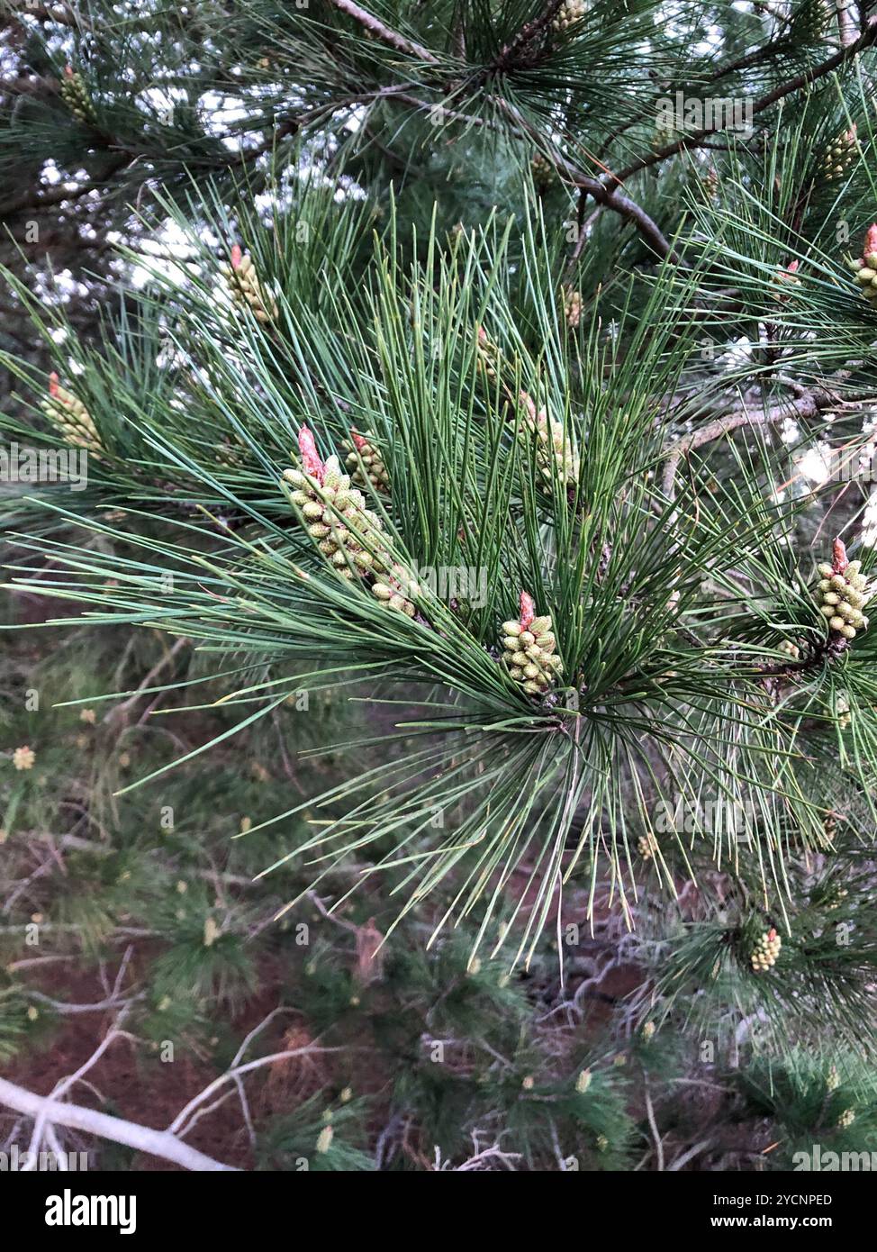 Monterey pine (Pinus radiata) Plantae Stock Photo - Alamy