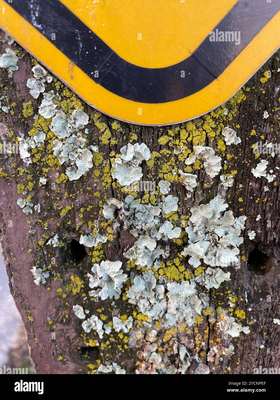 typical shield lichens (Parmelioideae) Fungi Stock Photo - Alamy