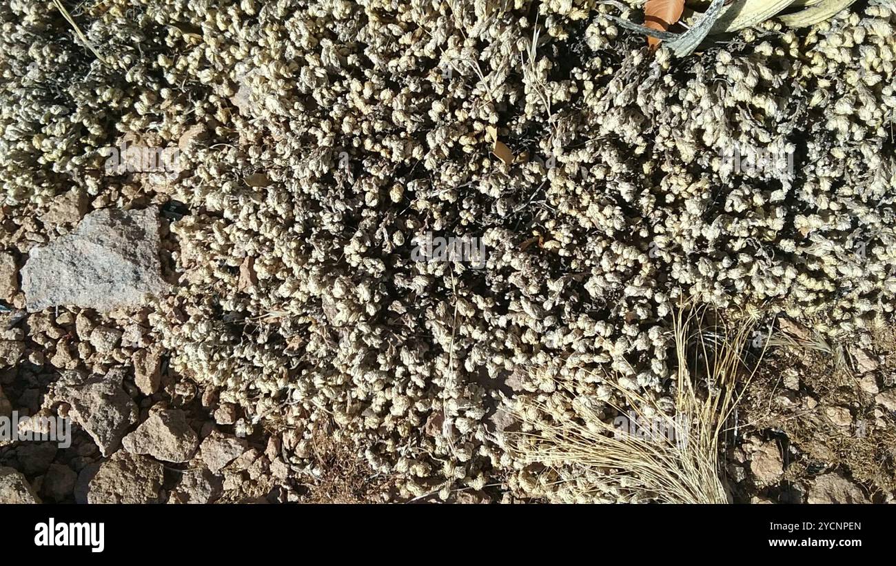 Arizona spikemoss (Selaginella arizonica) Plantae Stock Photo - Alamy