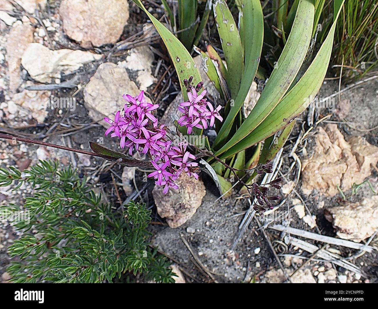 Smooth Plampers (Corymbium glabrum) Plantae Stock Photo - Alamy