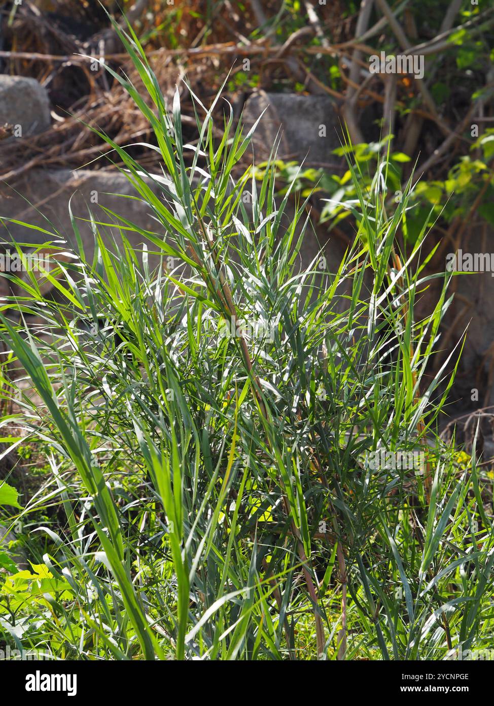 Tall Reed (Phragmites karka) Plantae Stock Photo - Alamy