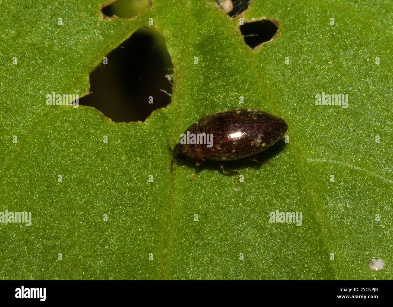 Turtle Beetle (Chelonarium lecontei) Insecta Stock Photo - Alamy
