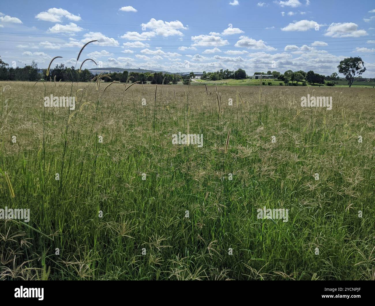 African bristlegrass (Setaria sphacelata) Plantae Stock Photo - Alamy