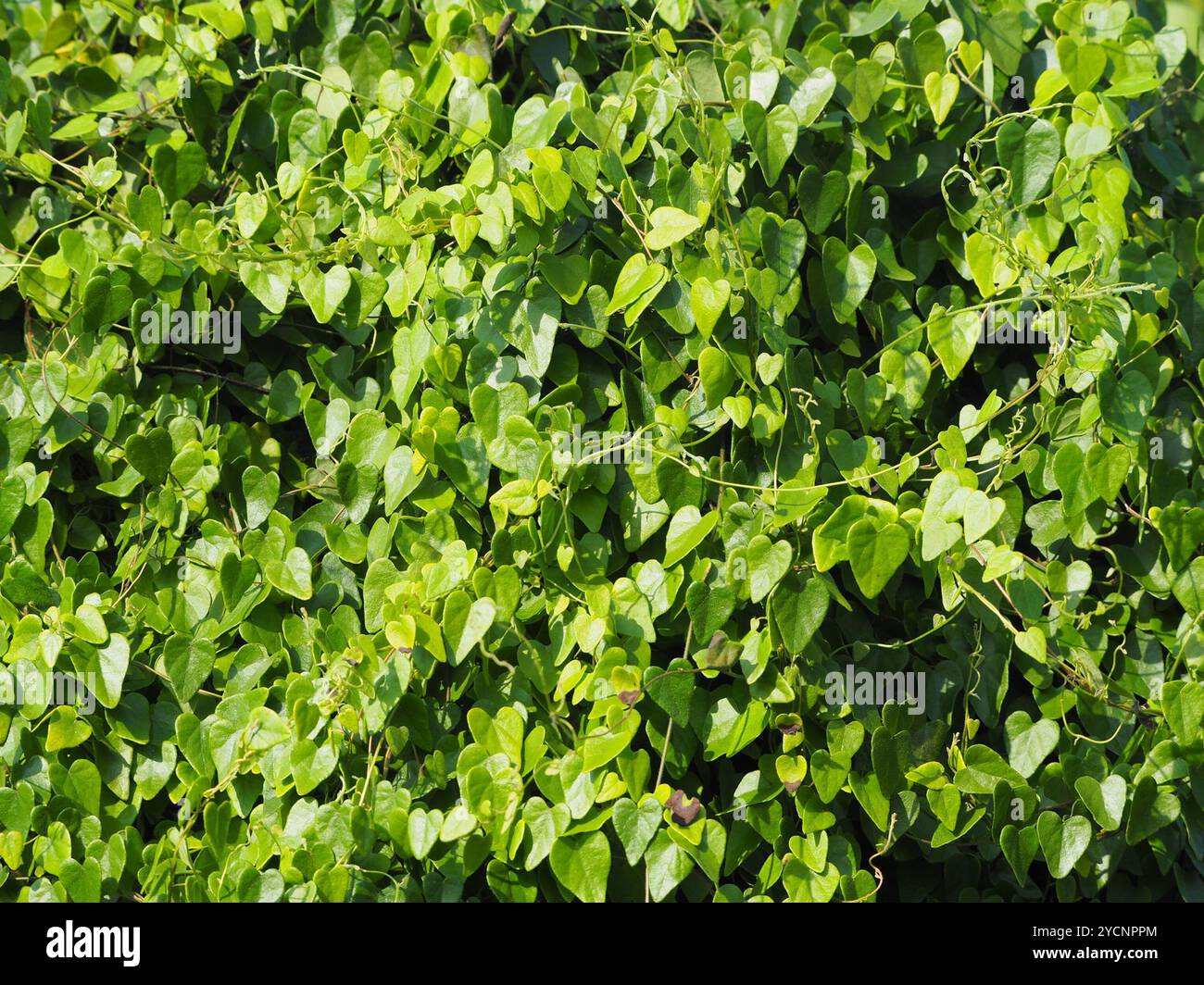 (Cyclea gracillima) Plantae Stock Photo - Alamy
