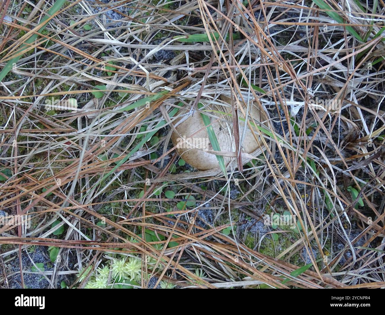 Slippery Jacks (Suillus) Fungi Stock Photo - Alamy