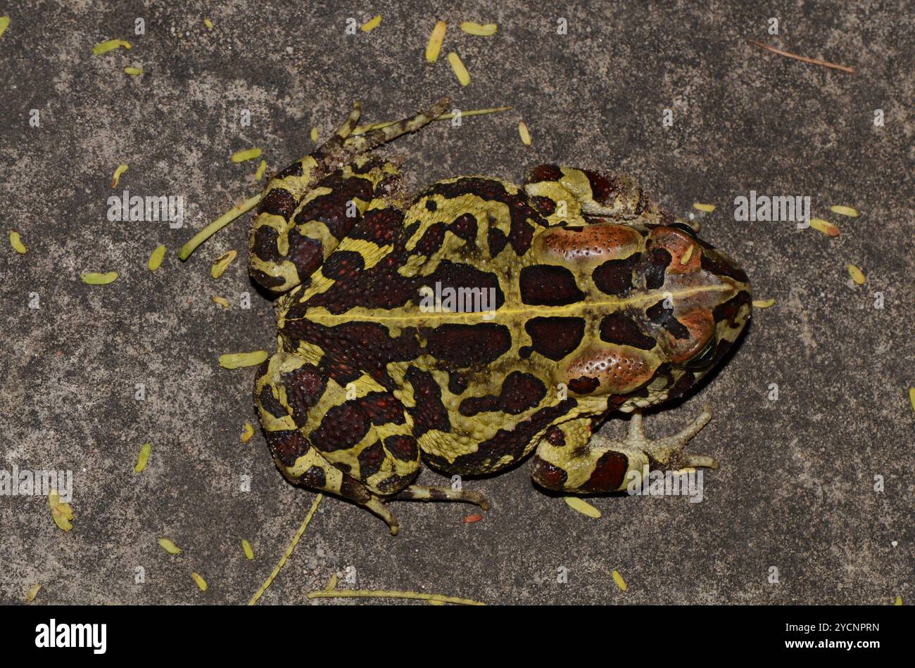 Western Leopard Toad (Sclerophrys pantherina) Amphibia Stock Photo - Alamy