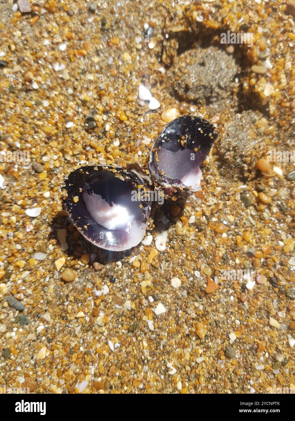 New Zealand Cockle (Austrovenus stutchburyi) Mollusca Stock Photo - Alamy
