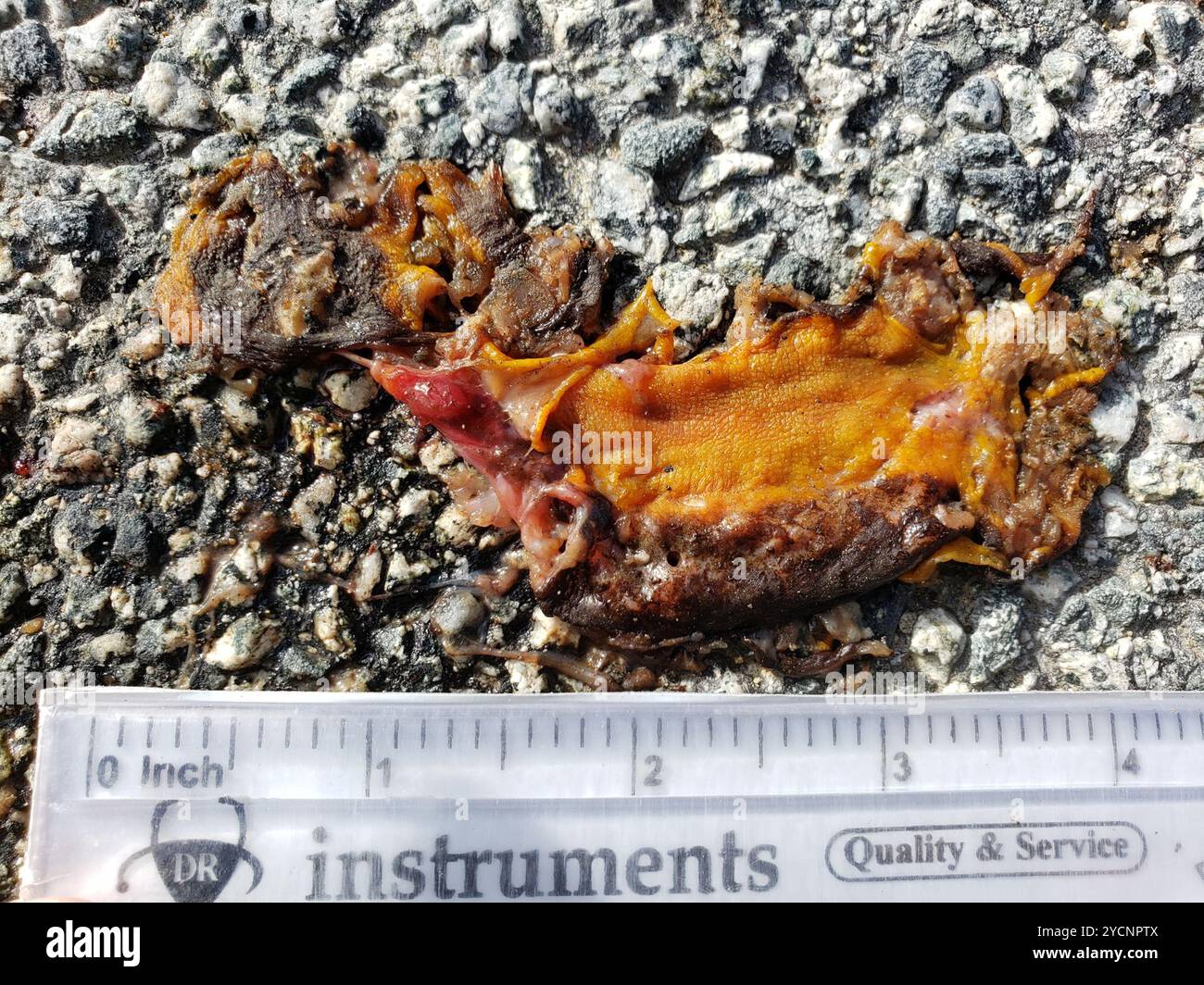 Pacific Newts (Taricha) Amphibia Stock Photo - Alamy