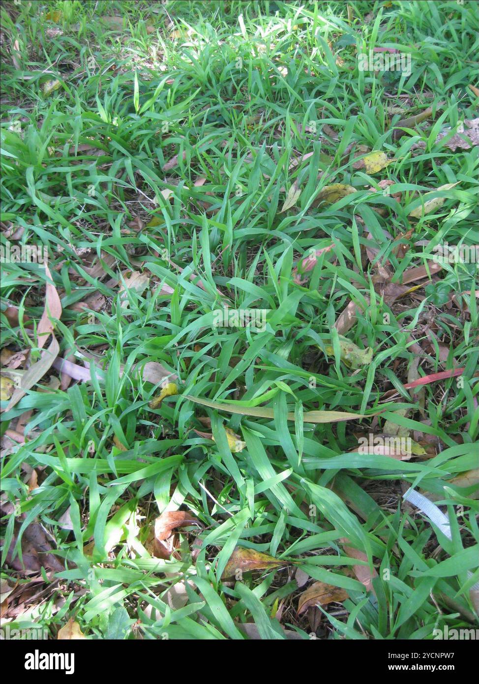 panic veldtgrass (Ehrharta erecta) Plantae Stock Photo - Alamy