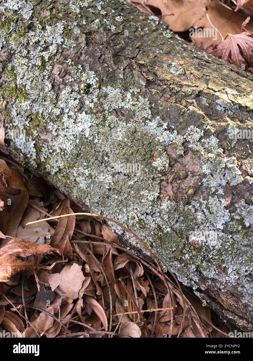 typical shield lichens (Parmelioideae) Fungi Stock Photo - Alamy