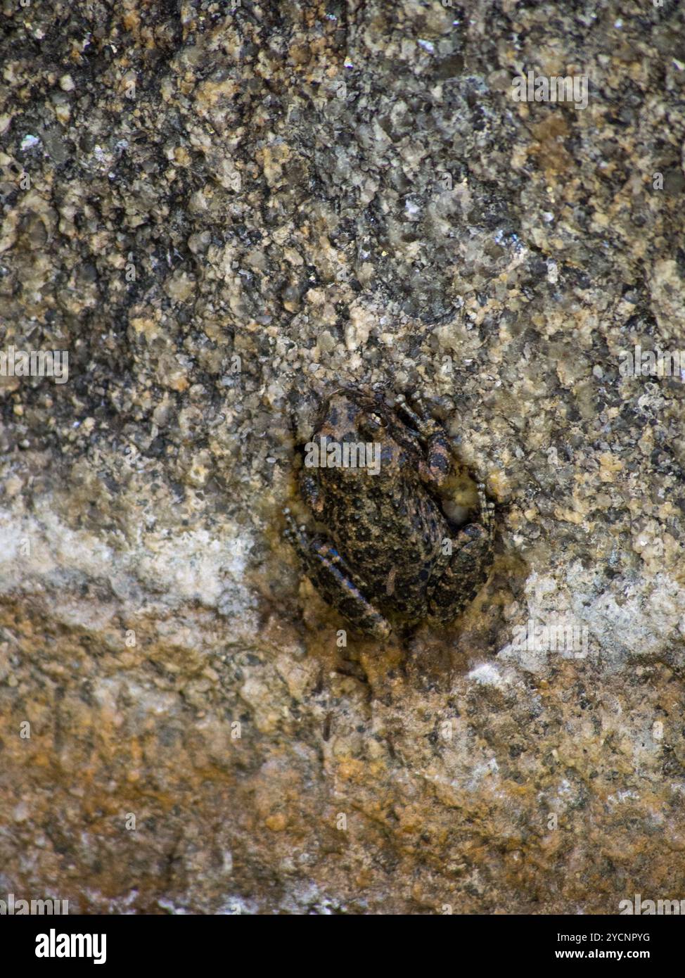 California Tree Frog (Pseudacris cadaverina) Amphibia Stock Photo - Alamy