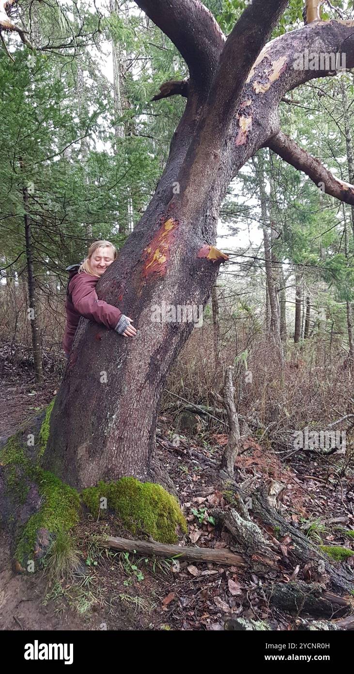 tree mat homalothecium moss (Homalothecium fulgescens) Plantae Stock ...
