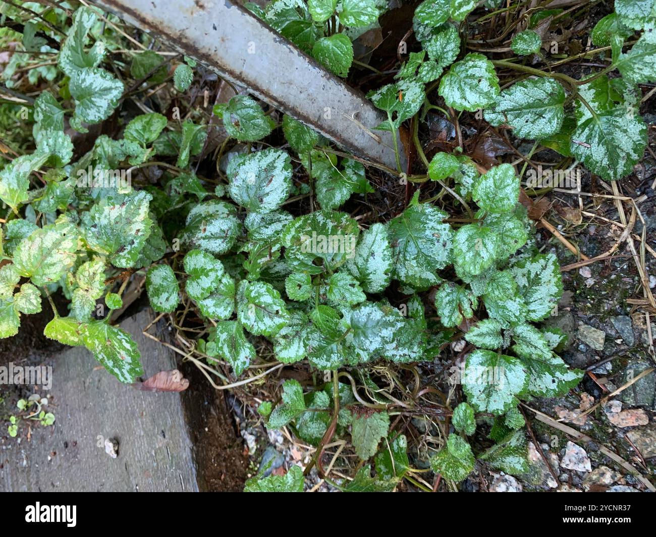 Variegated Yellow Archangel (Lamium galeobdolon argentatum) Plantae ...