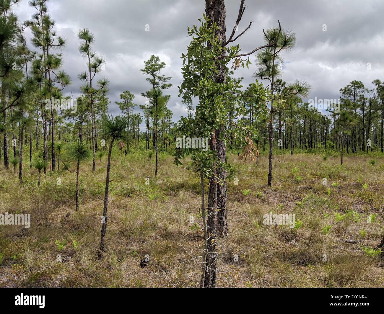 bluejack oak (Quercus incana) Plantae Stock Photo - Alamy