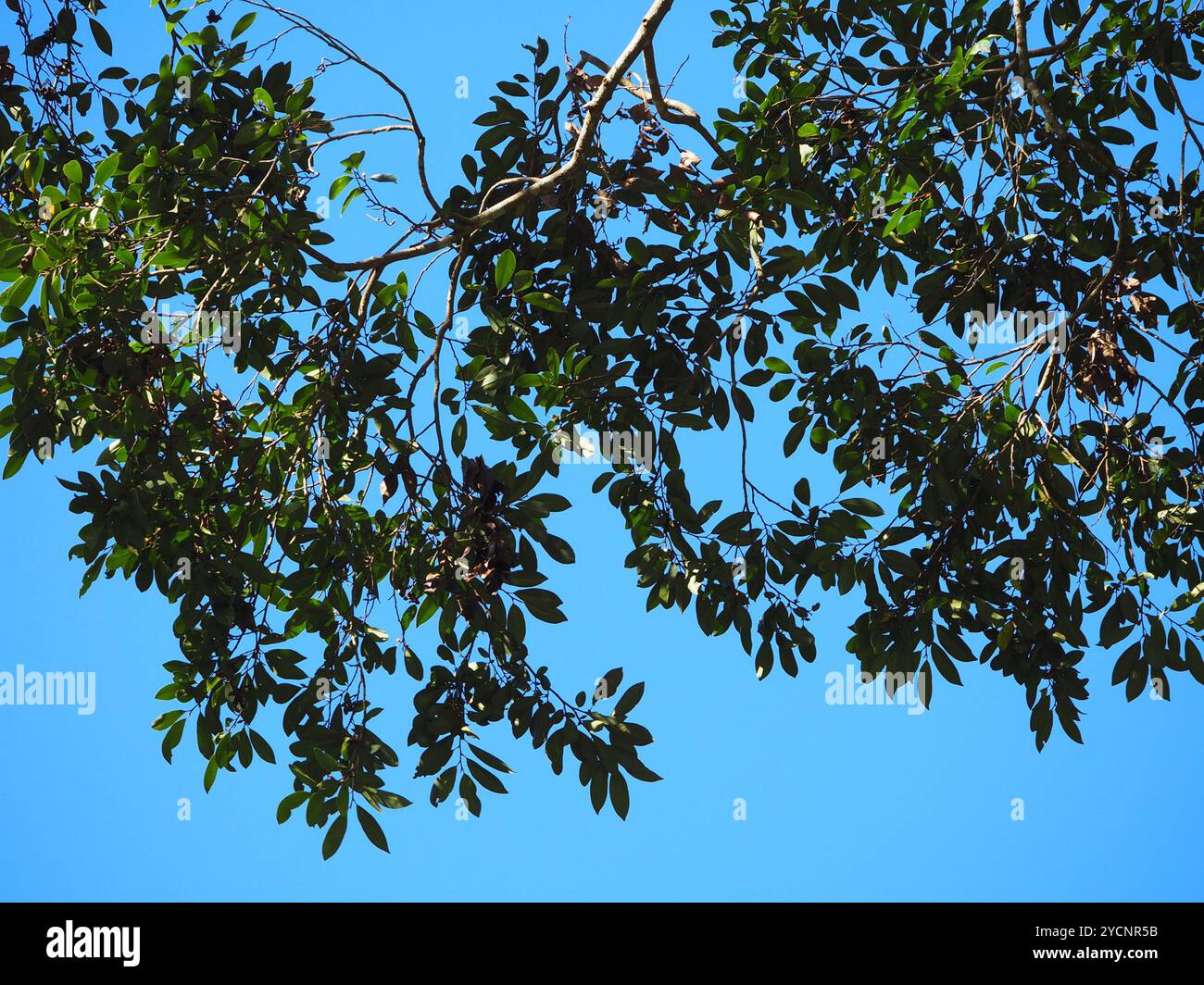 Formosan michelia (Magnolia compressa) Plantae Stock Photo - Alamy