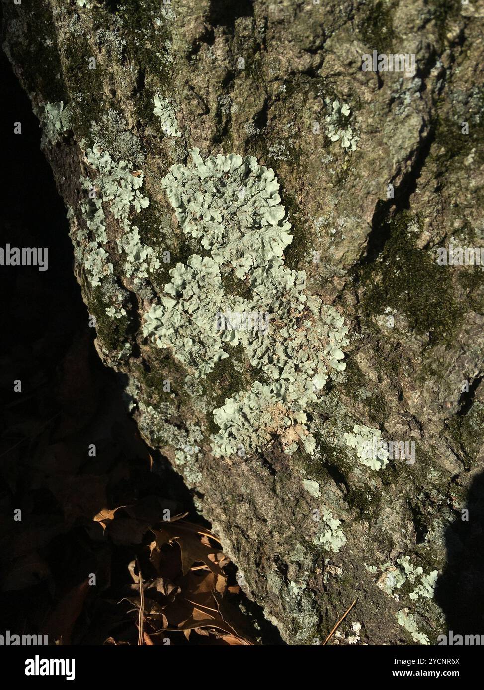 common greenshield lichen (Flavoparmelia caperata) Fungi Stock Photo ...