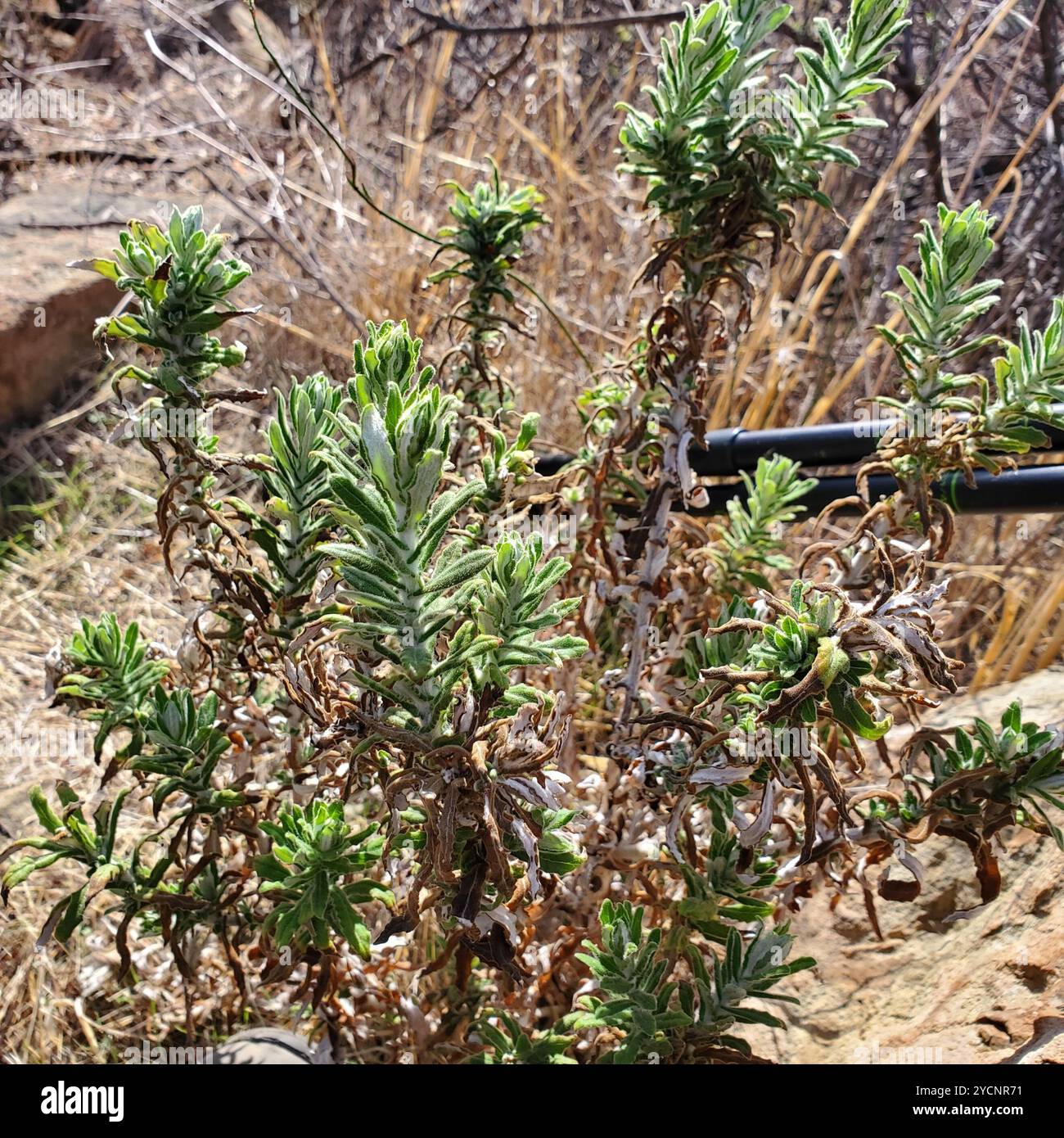 two-color rabbit tobacco (Pseudognaphalium biolettii) Plantae Stock ...
