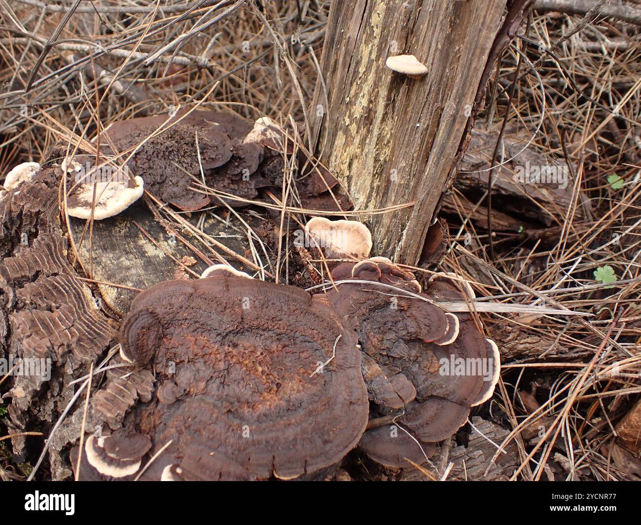 (Ganoderma applanatum) Fungi Stock Photo - Alamy