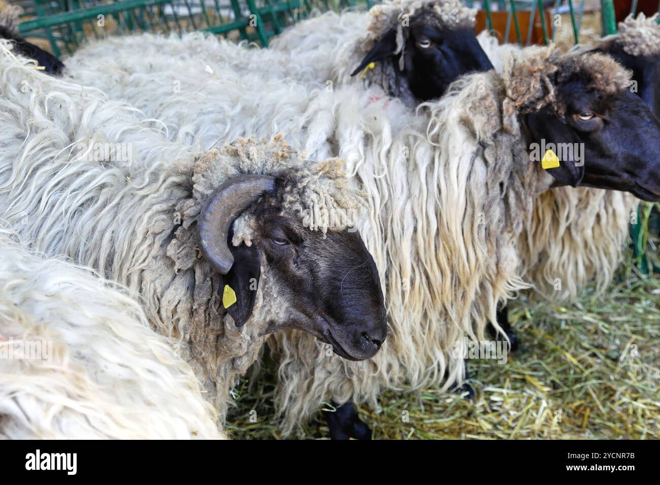 Sheepfold sheep hi-res stock photography and images - Alamy