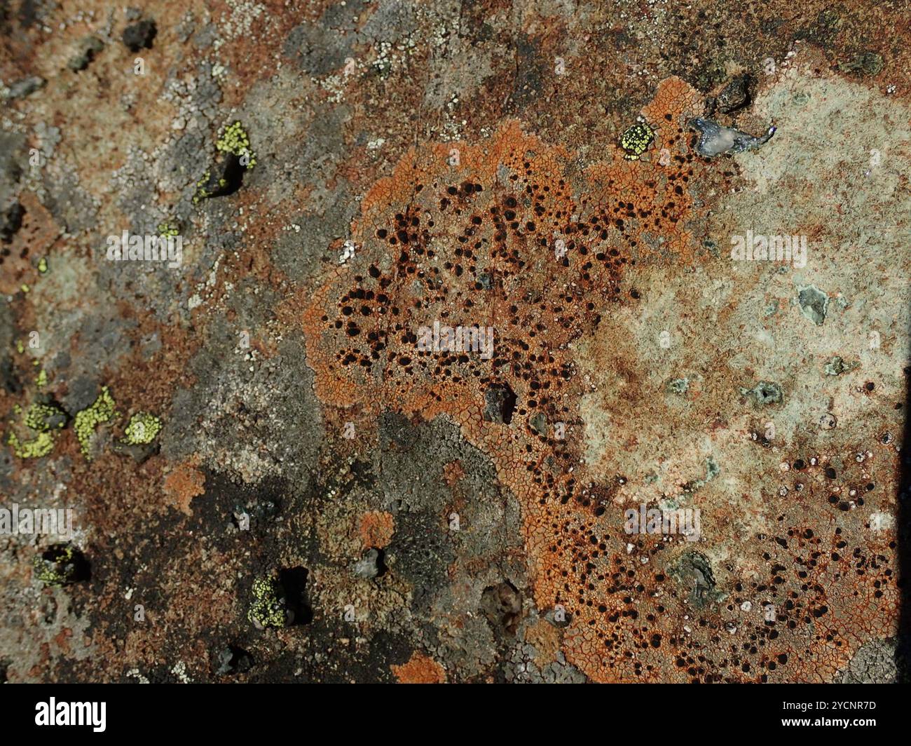 Orange Boulder Lichen (Porpidia flavicunda) Fungi Stock Photo - Alamy
