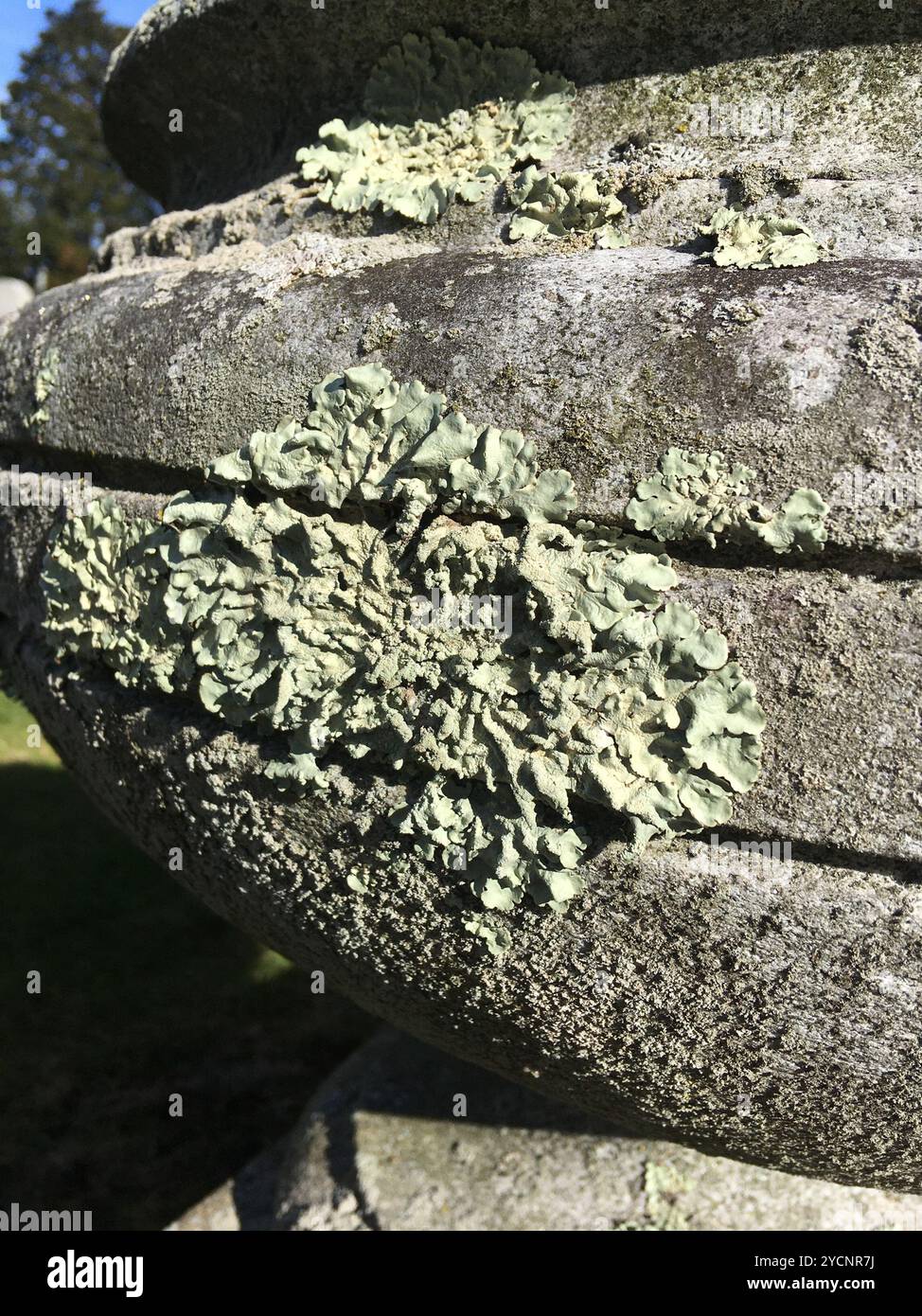 common greenshield lichen (Flavoparmelia caperata) Fungi Stock Photo ...