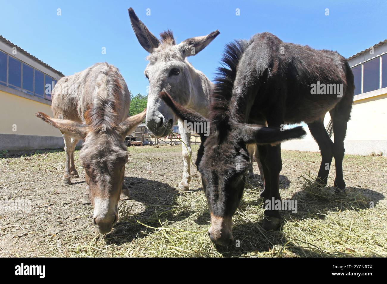 Animals donkeys hi-res stock photography and images - Alamy