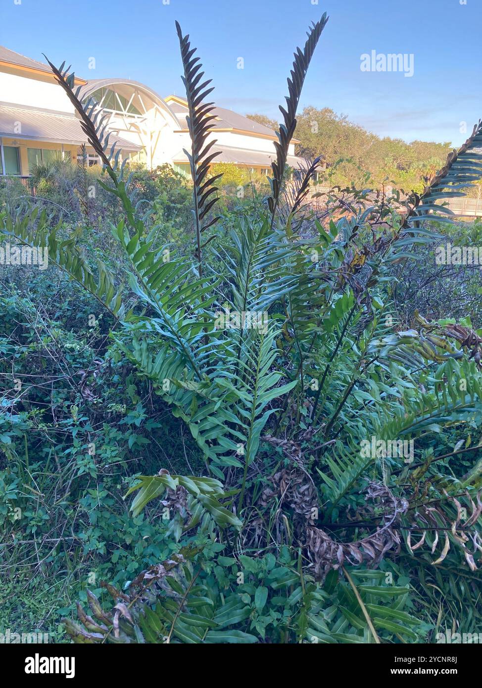Giant leather fern (Acrostichum danaeifolium) Plantae Stock Photo - Alamy