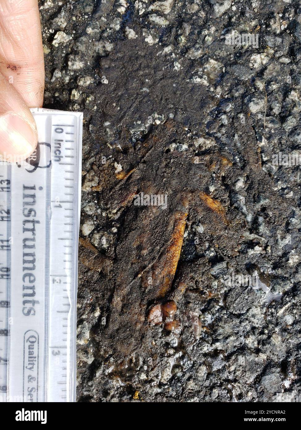 Pacific Newts (Taricha) Amphibia Stock Photo - Alamy