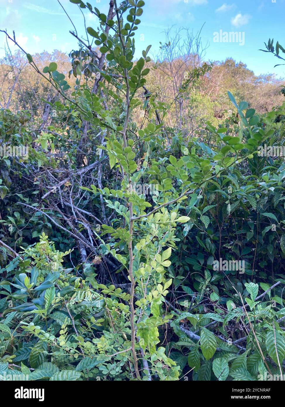 Lime Prickly-ash (Zanthoxylum fagara) Plantae Stock Photo - Alamy