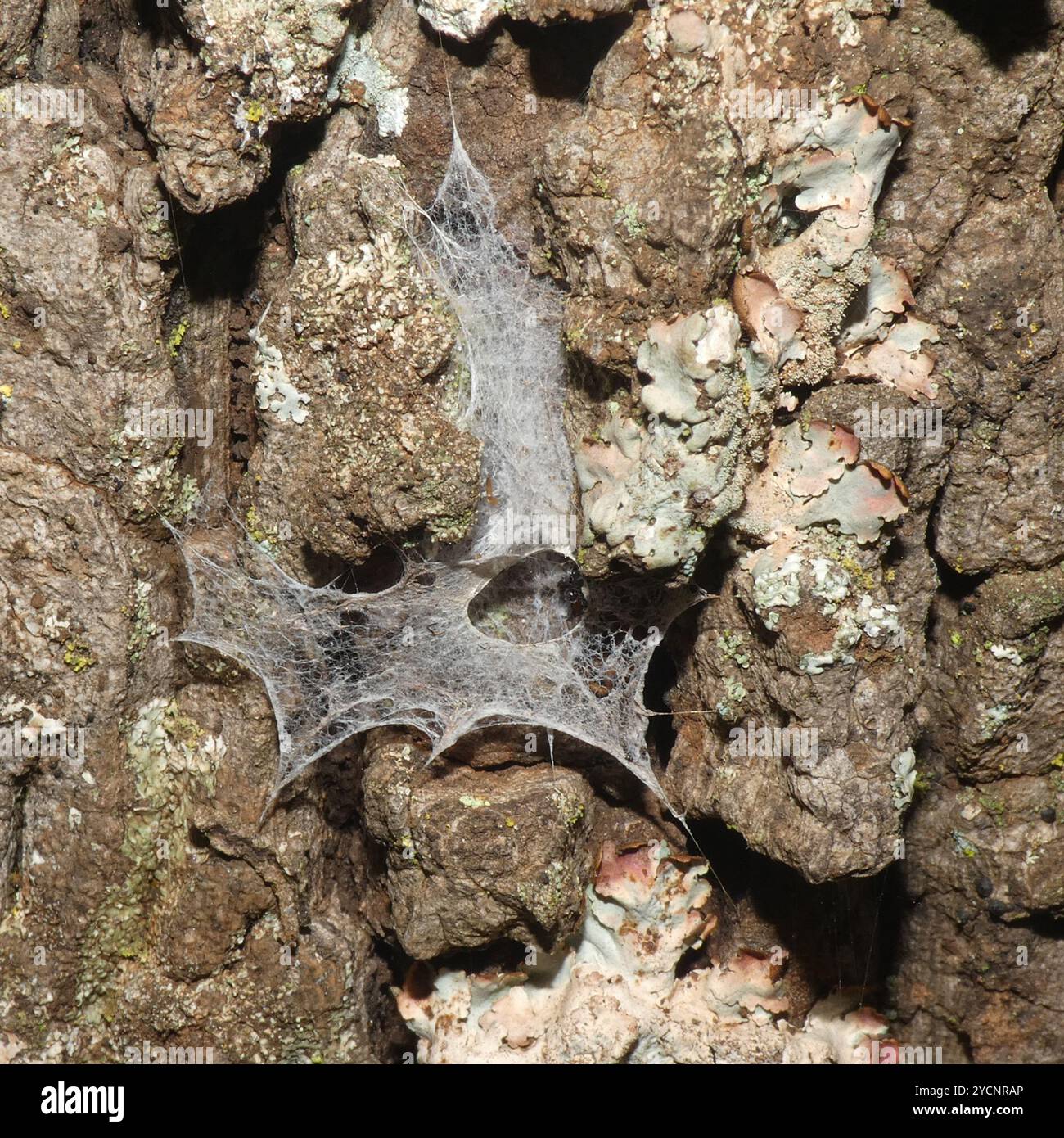 Tree Velvet Spiders (Gandanameno) Arachnida Stock Photo - Alamy