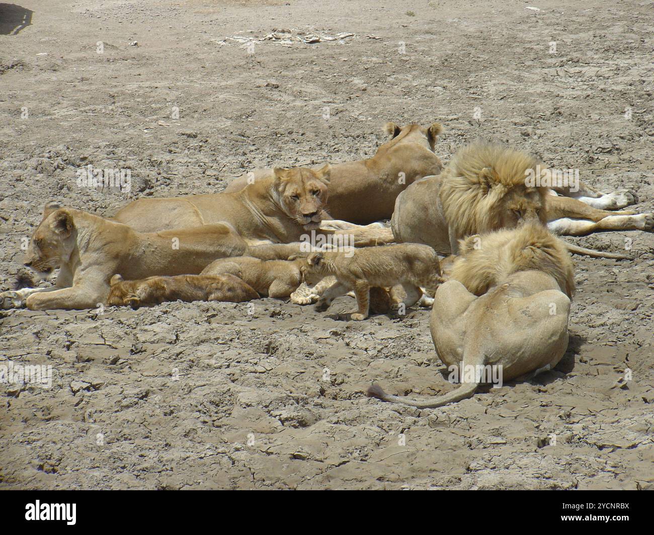 Southern Lion (Panthera leo melanochaita) Mammalia Stock Photo - Alamy