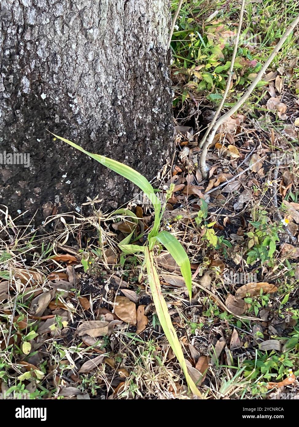 grasses (Poaceae) Plantae Stock Photo - Alamy