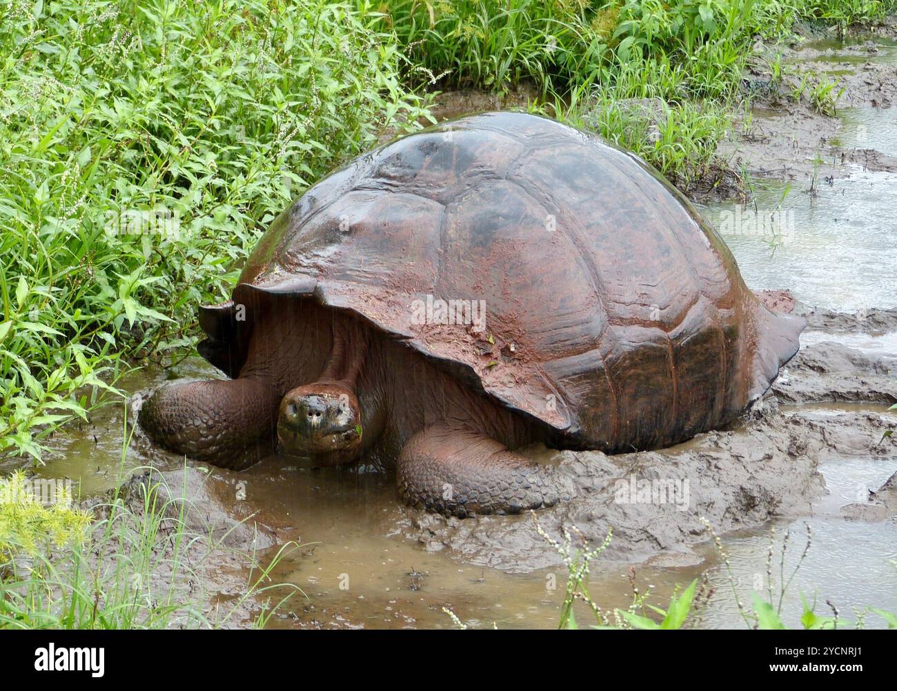 Western Santa Cruz Giant Tortoise (Chelonoidis niger porteri) Reptilia ...