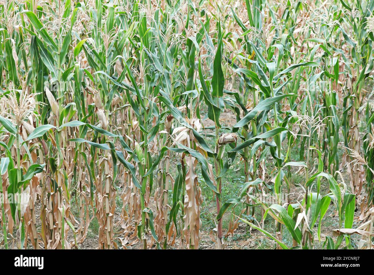 Gmo crop field hi-res stock photography and images - Alamy
