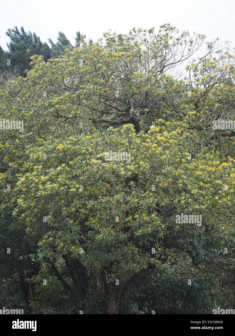 Red Machilus (Machilus thunbergii) Plantae Stock Photo - Alamy