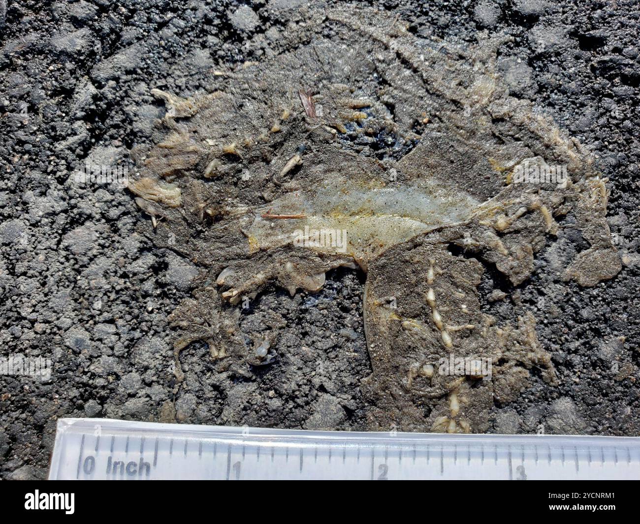 Pacific Newts (Taricha) Amphibia Stock Photo - Alamy