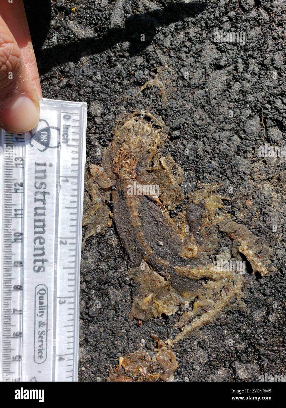 Pacific Newts (Taricha) Amphibia Stock Photo - Alamy