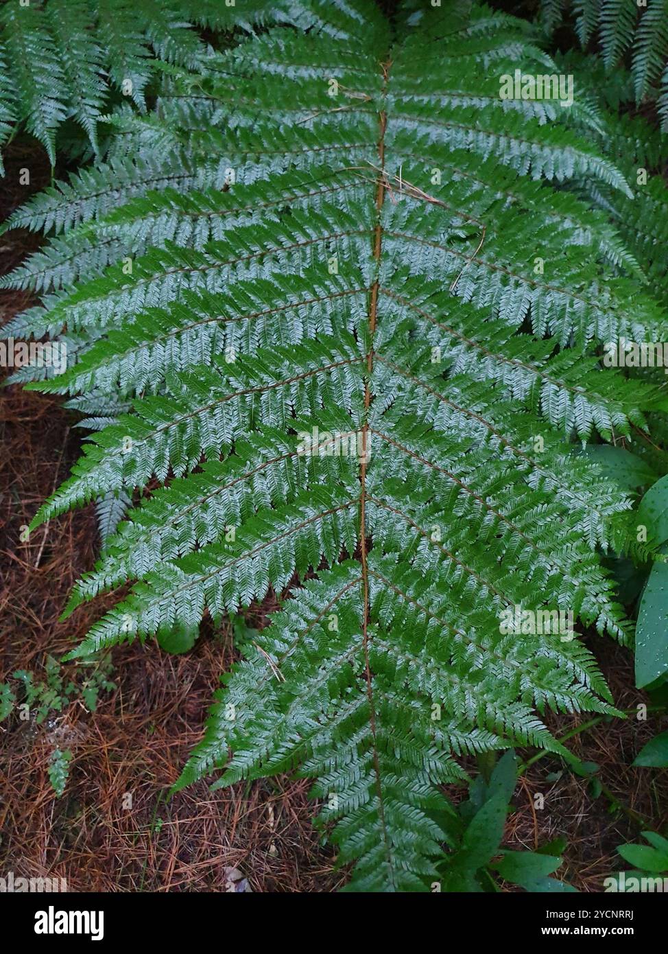 Smith's tree fern (Cyathea smithii) Plantae Stock Photo - Alamy