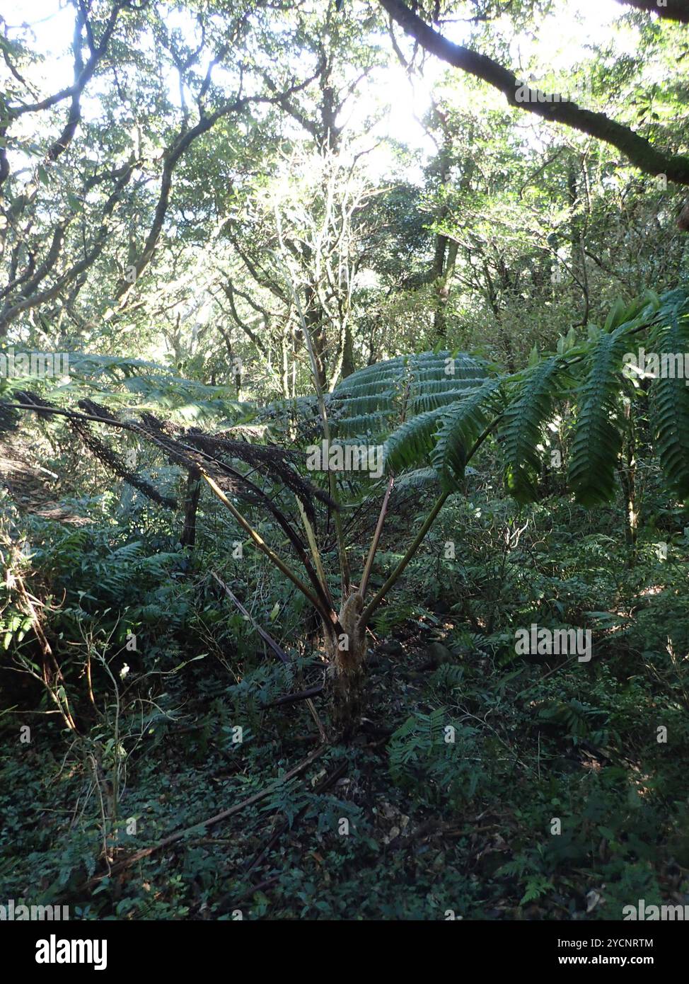 Flying Spider Monkey Tree Fern (Sphaeropteris lepifera) Plantae Stock ...