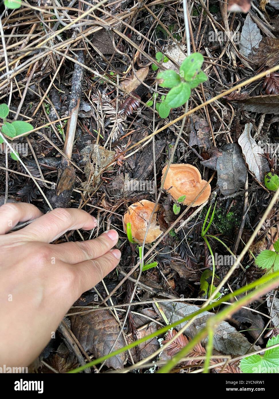 Yellow-staining Milk Cap (Lactarius xanthogalactus) Fungi Stock Photo ...